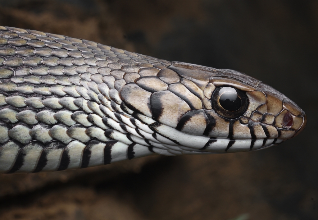 Oriental Rat Snake from Madugundi, Karnataka, India on March 19, 2024 ...