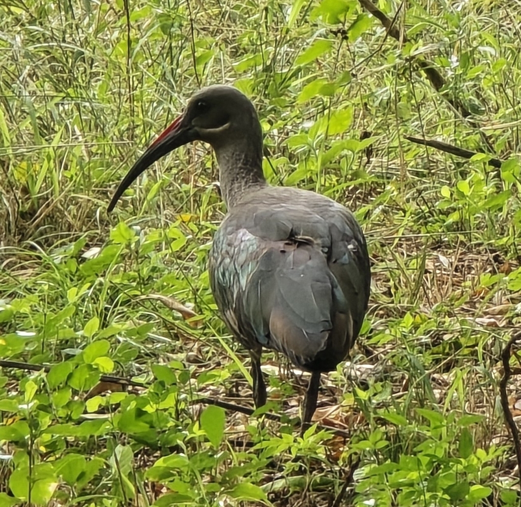 Southern Hadada Ibis from Skukuza, 1350, South Africa on March 18, 2024 ...