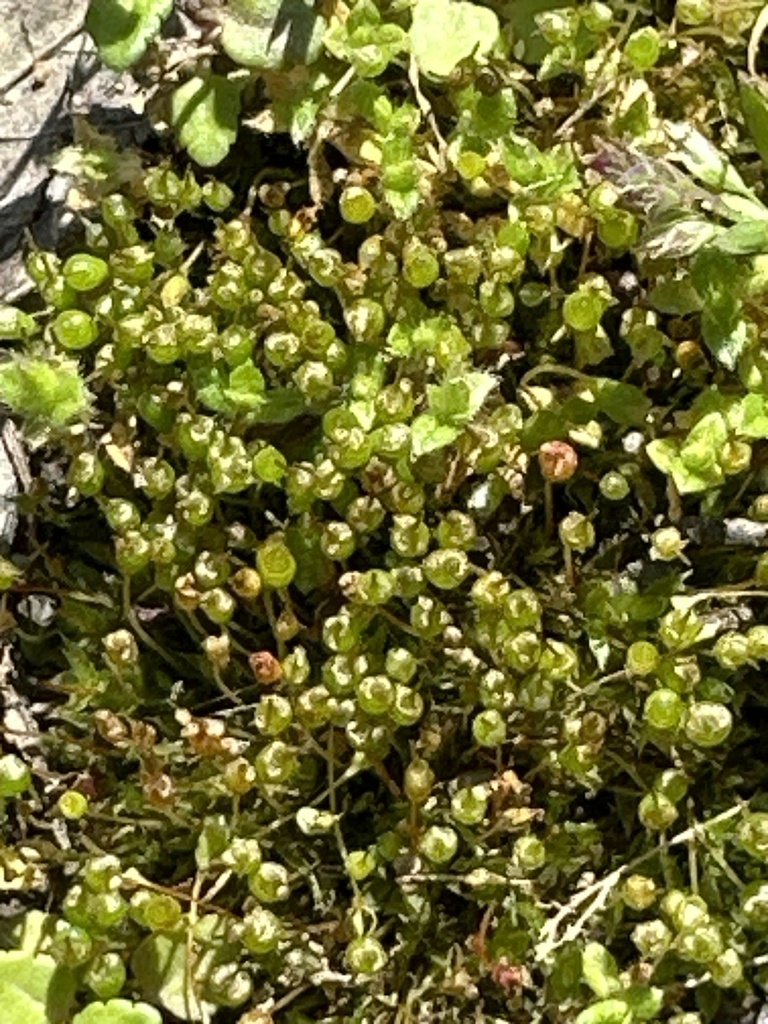 common bladder moss from S George Mason Dr, Arlington, VA, US on March ...