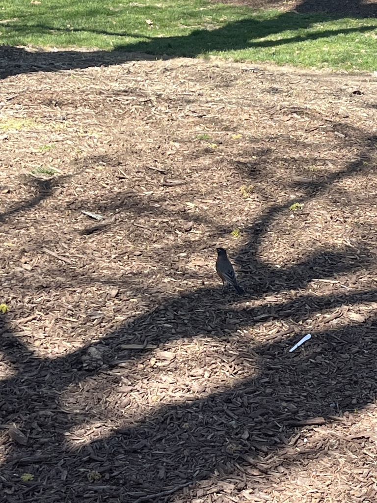 American Robin from The University of North Carolina at Chapel Hill ...