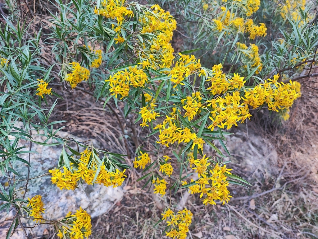 Willow Ragwort from 07146 Ciudad de México, CDMX, México on March 13 ...