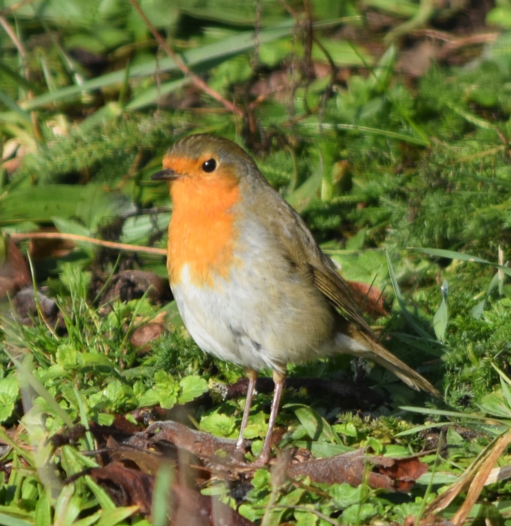 European Robin from 27000 Évreux, France on January 18, 2024 at 01:23 ...