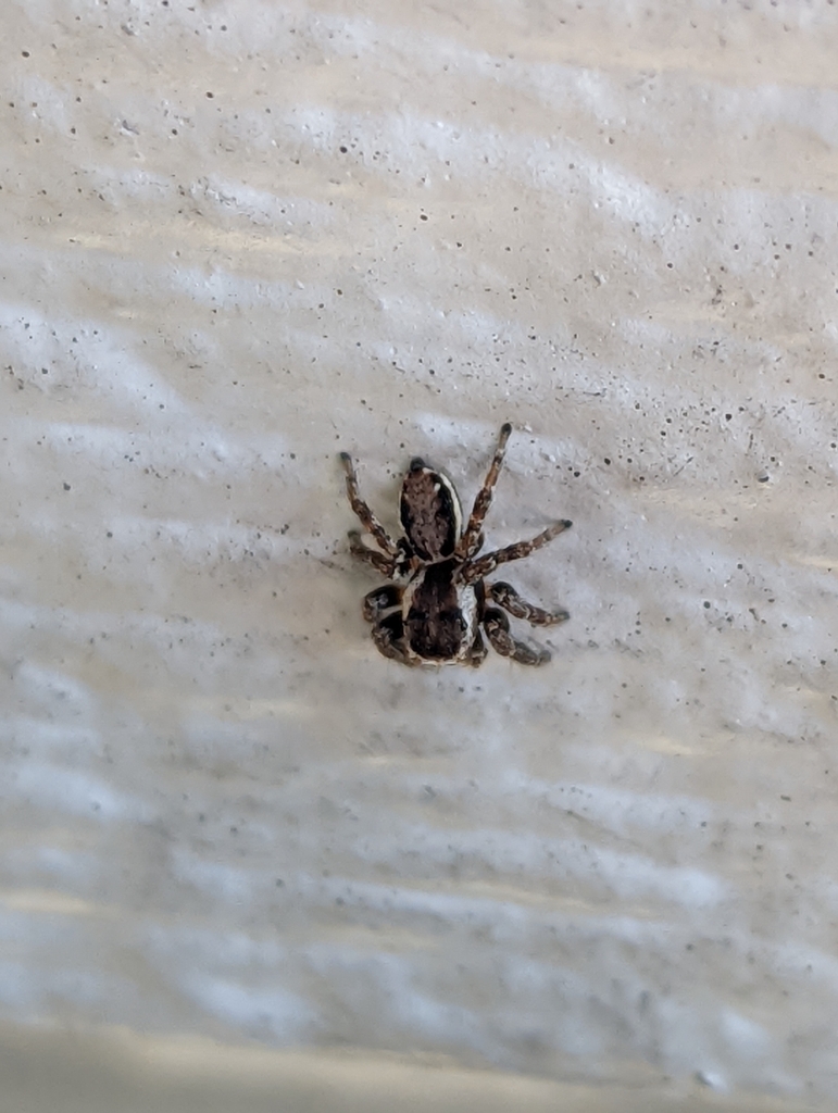 Proszynski's Jumping Spider from Andresen & 78th St, Vancouver, WA ...