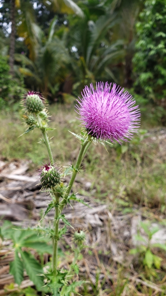 Mexican Thistle from 91633 Ver., México on March 18, 2024 at 02:24 PM ...