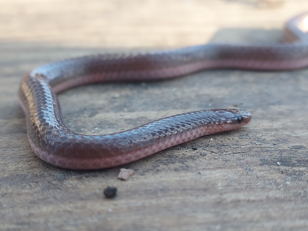 Eastern Worm Snake from Spring Valley, Durham, NC 27705, USA on March ...