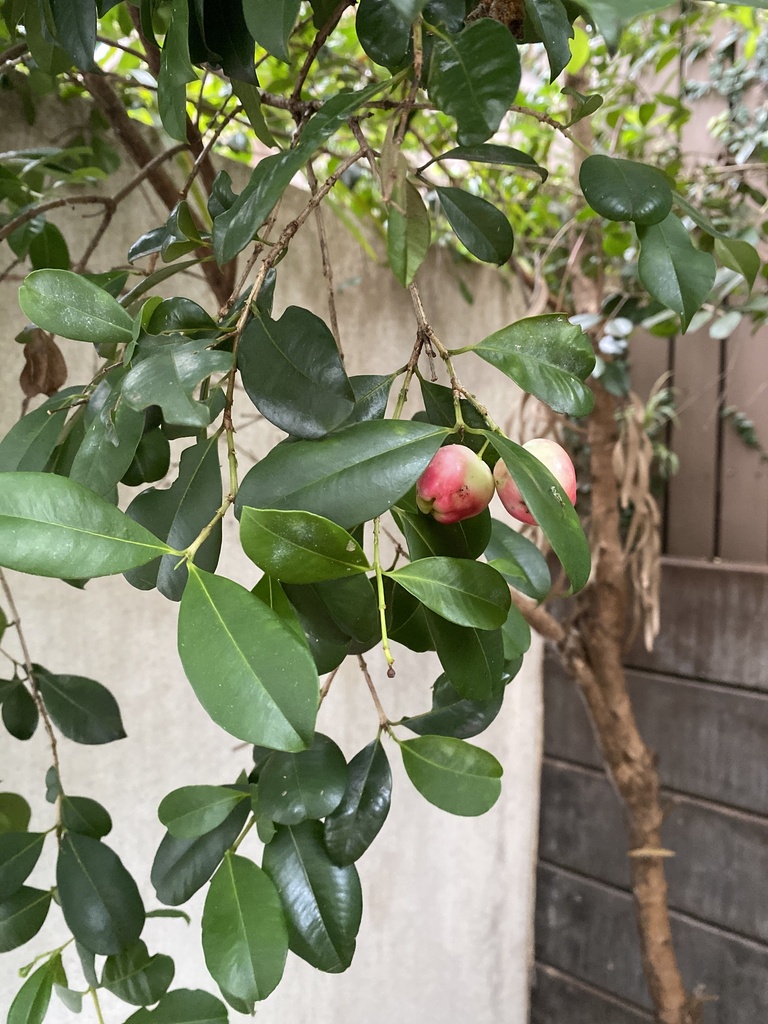scrub cherry from Willoughby Rd, Naremburn, NSW, AU on March 20, 2024 ...