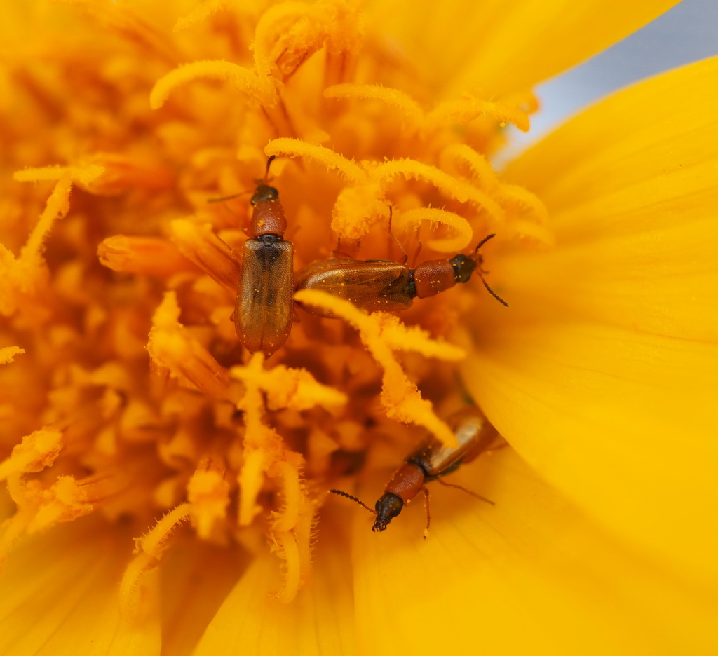 Mauroniscidae from Anza-Borrego Desert State Park, Borrego Springs, CA ...