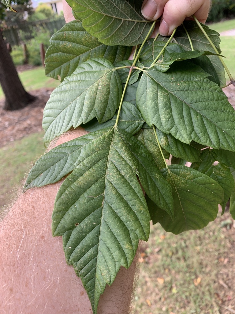 box elder from Powell Ct, Highfields, QLD, AU on March 16, 2024 at 03: ...