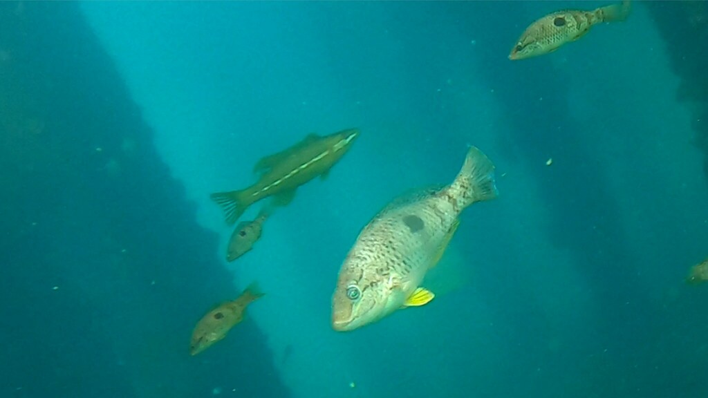 Something from Southland, New Zealand on December 4, 2023 at 10:47 AM ...