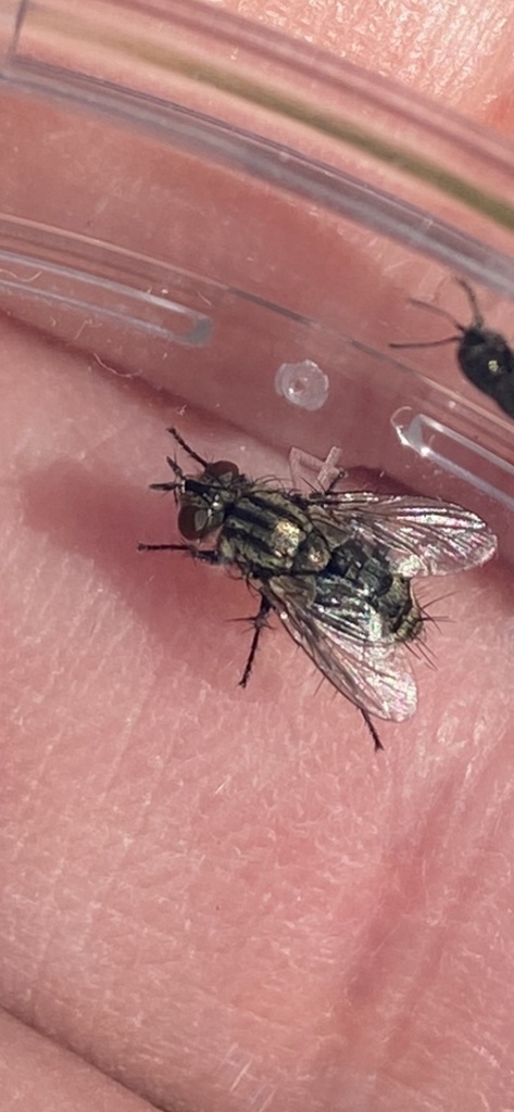 Bot Flies, Blow Flies, and Allies from Malone Cliff View, Dallas, TX ...