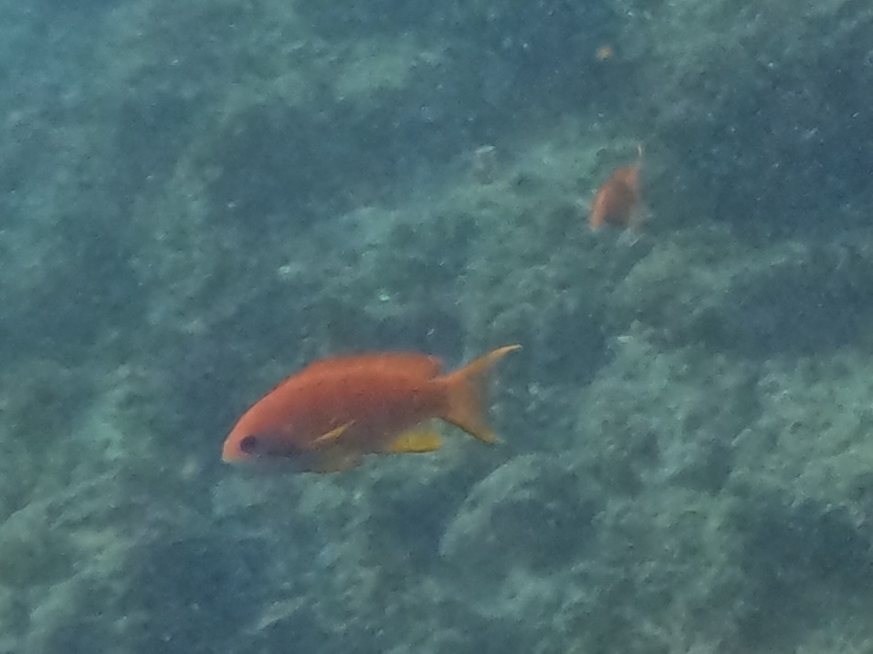 Lyretail Anthias from Coral Sea, Byron Bay, NSW, AU on March 20, 2024 ...