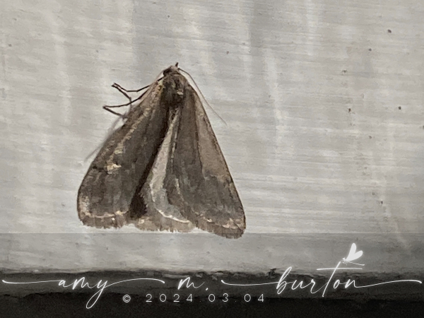 Butterflies and Moths in March 2024 by AMY M. BURTON · iNaturalist