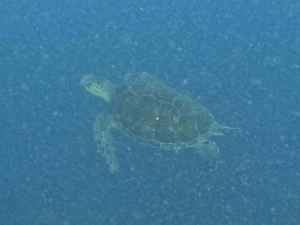 Green Sea Turtle from Coral Sea, Byron Bay, NSW, AU on March 20, 2024 ...