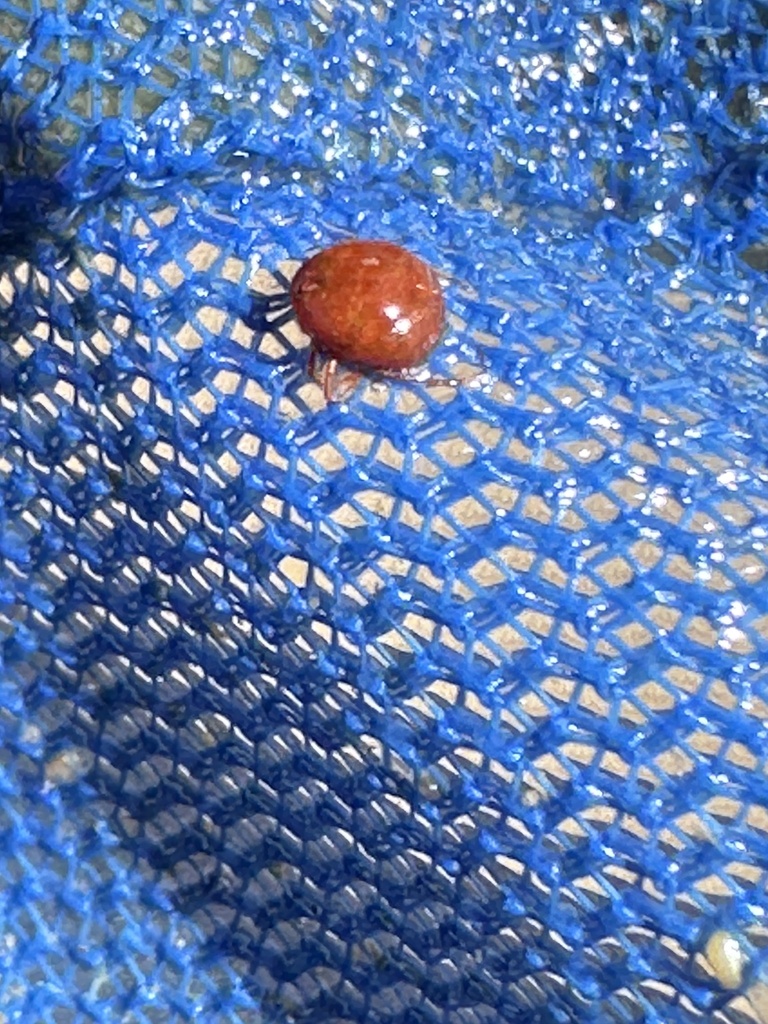 Water Mites from Santa Margarita, CA, US on March 19, 2024 at 01:52 PM ...