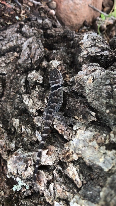 Crevice Spiny Lizard from Durango, Dgo., MX on June 19, 2016 at 08:15 ...