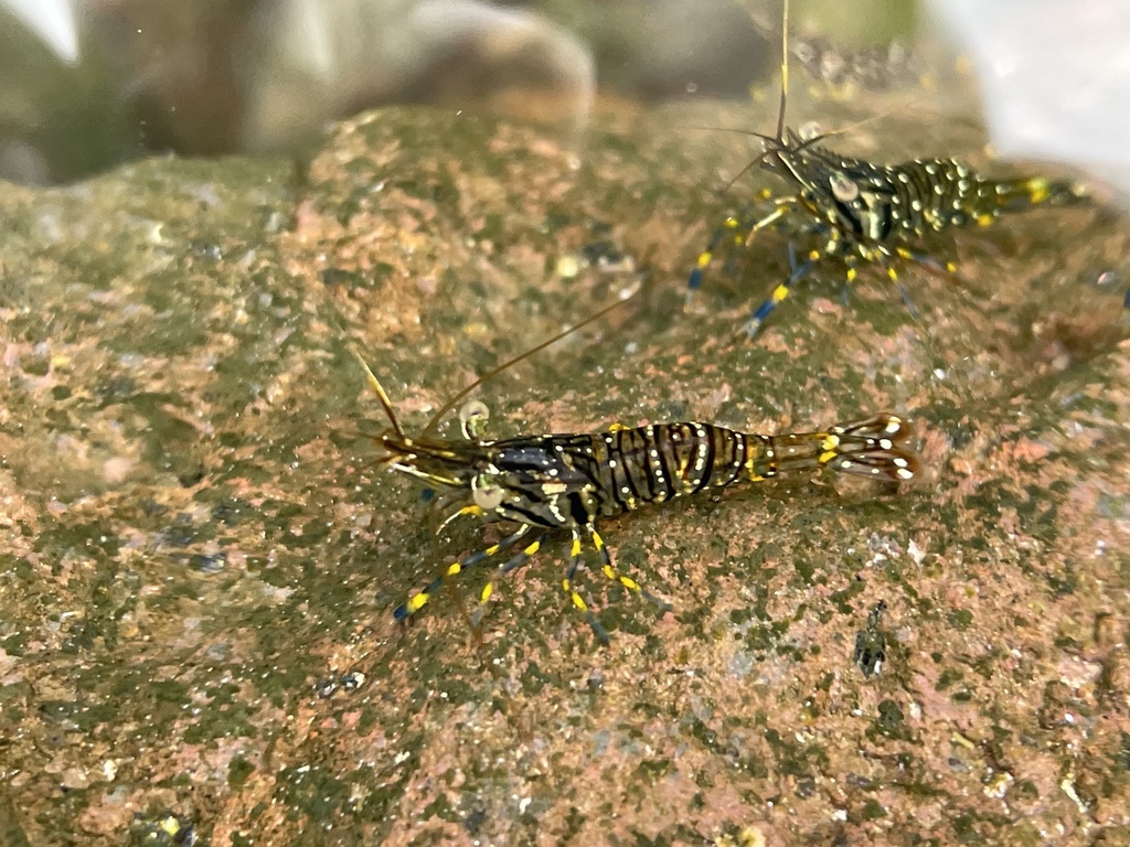 Rockpool Prawn from Ilha Terceira, Vila da Praia da Vitória, Açores, PT ...