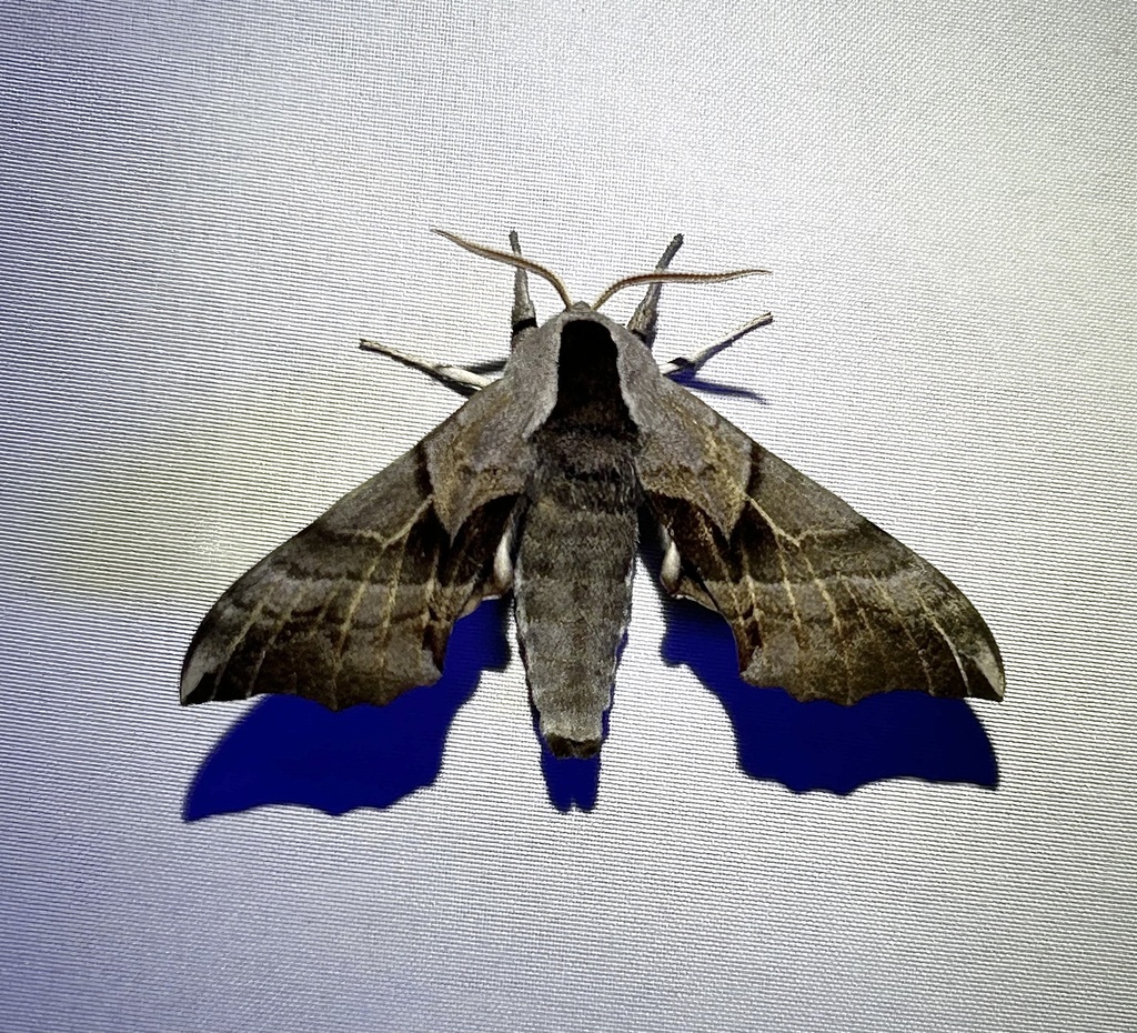 Western Eyed Sphinx from Buena Vista Way, Berkeley, CA, US on March 19 ...