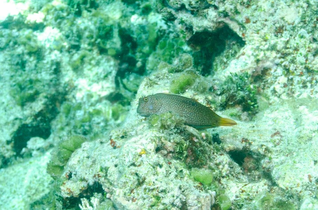 Redstreaked Blenny from Holmes Reefs, Australia on November 24, 2016 at ...