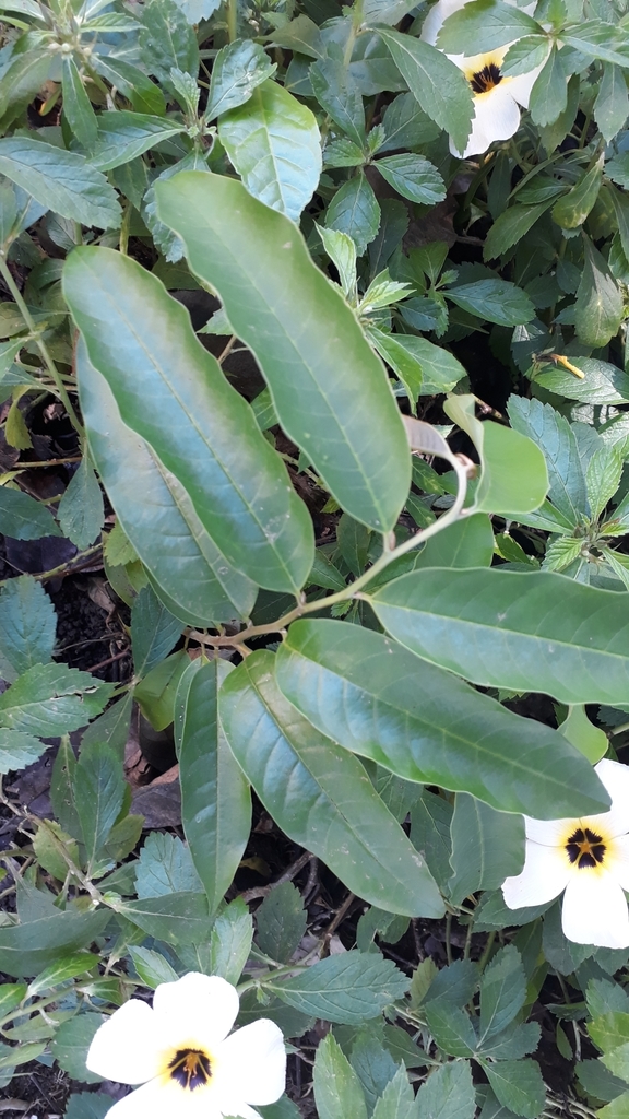 Cinnamon tree from Tena, EC-NA, EC on April 26, 2019 at 10:35 AM by ...