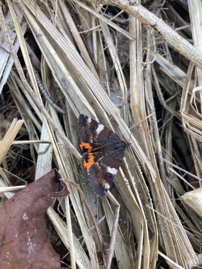 Infant Moth from Fern Cove, Vashon, WA, US on March 19, 2024 at 03:20 ...