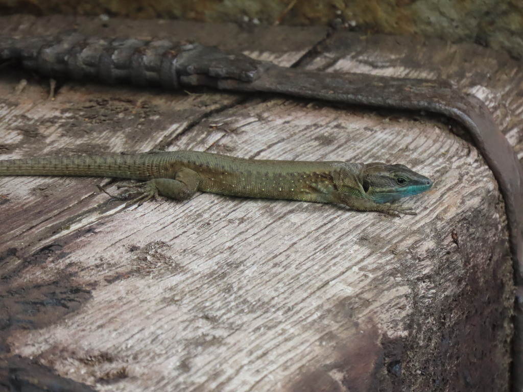 Lebanon Lizard from מעיינות עדן on March 18, 2024 at 01:45 PM by אסנת ...