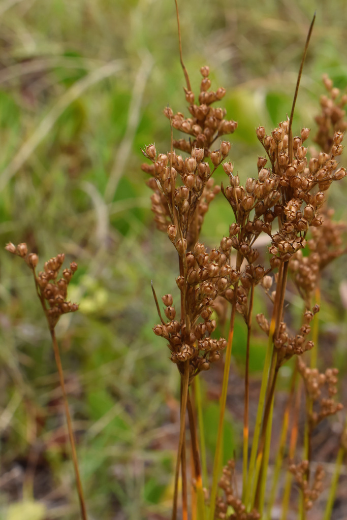 Forked Rush from Sydney NSW, Australia on January 19, 2023 at 12:32 PM ...