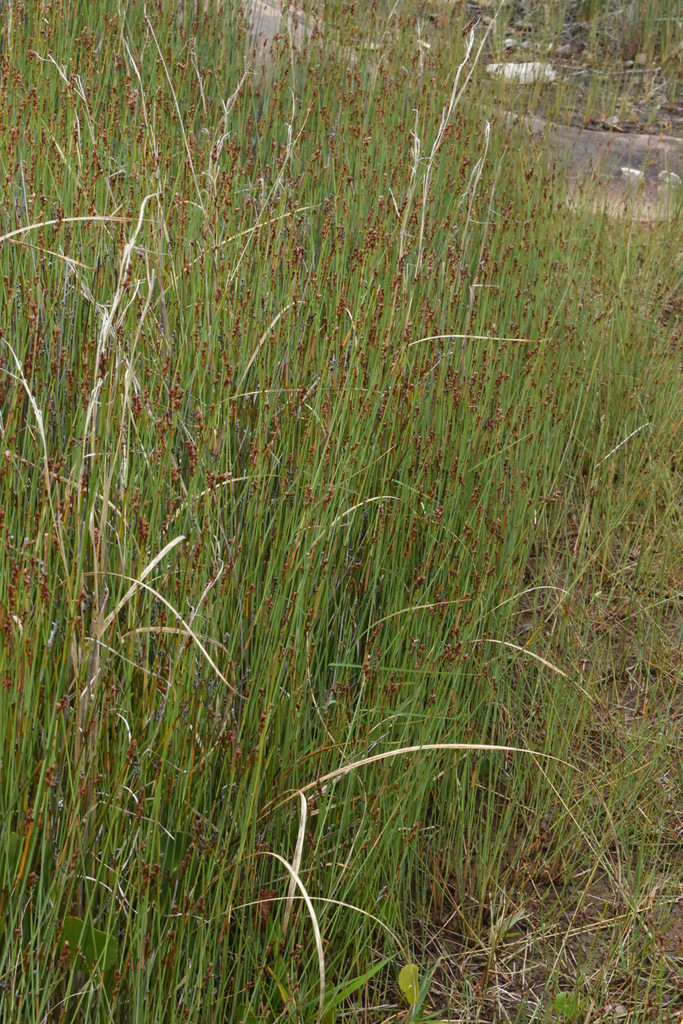 Tussock Swamp Twig Rush from Sydney NSW, Australia on January 19, 2023 ...