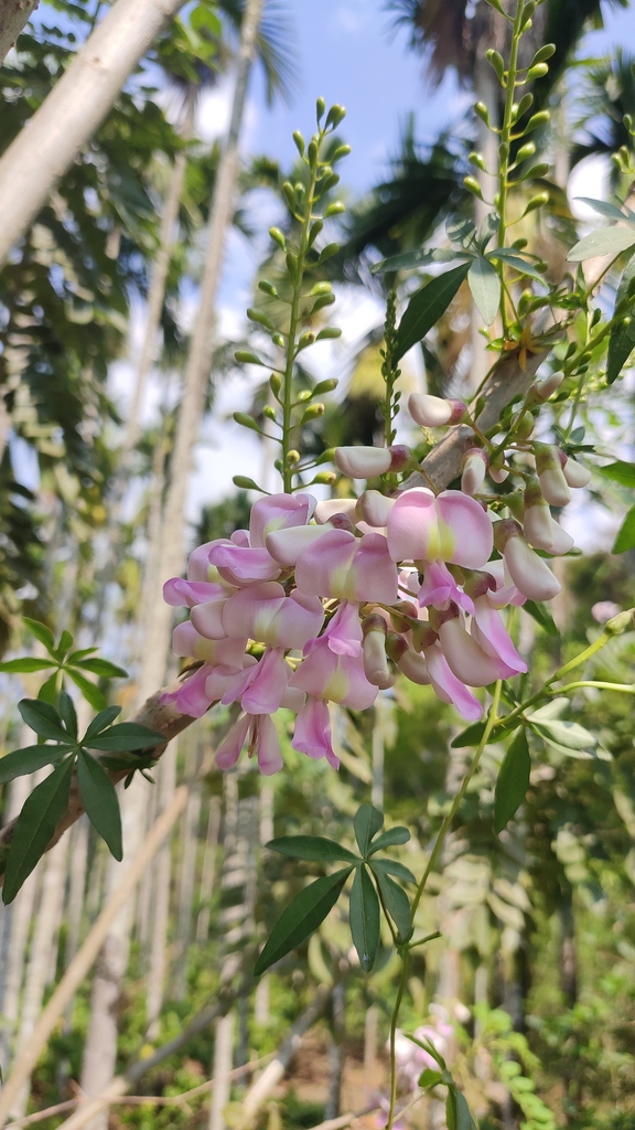 Fence Post Tree from Mysore Division, Karnataka, India on March 9, 2024 ...