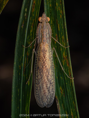 Sinomantis denticulata · iNaturalist Mexico