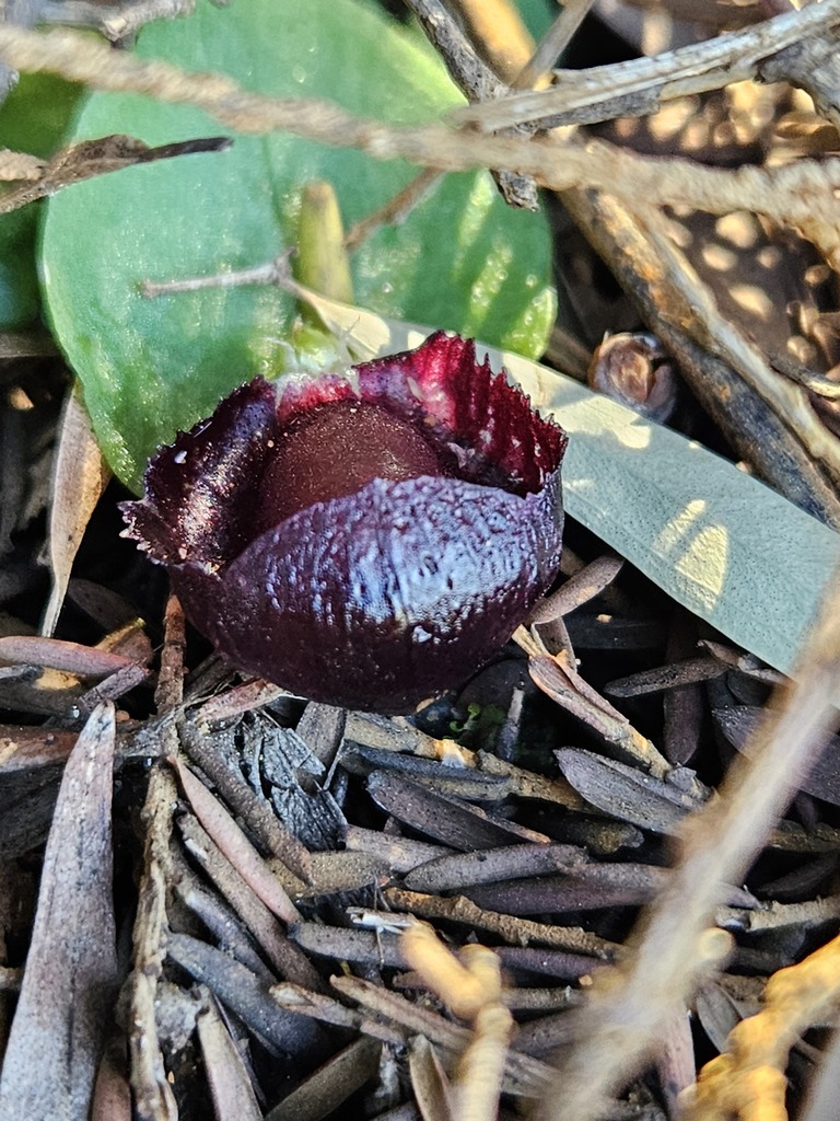 western helmet orchid in July 2023 by Michael Warren. Genus listed as ...