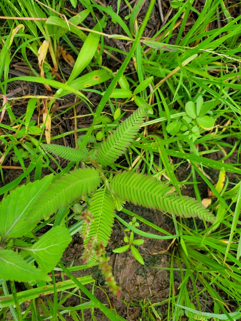 riverhemps from Middle Point NT 0822, Austrália on March 15, 2024 at 03 ...
