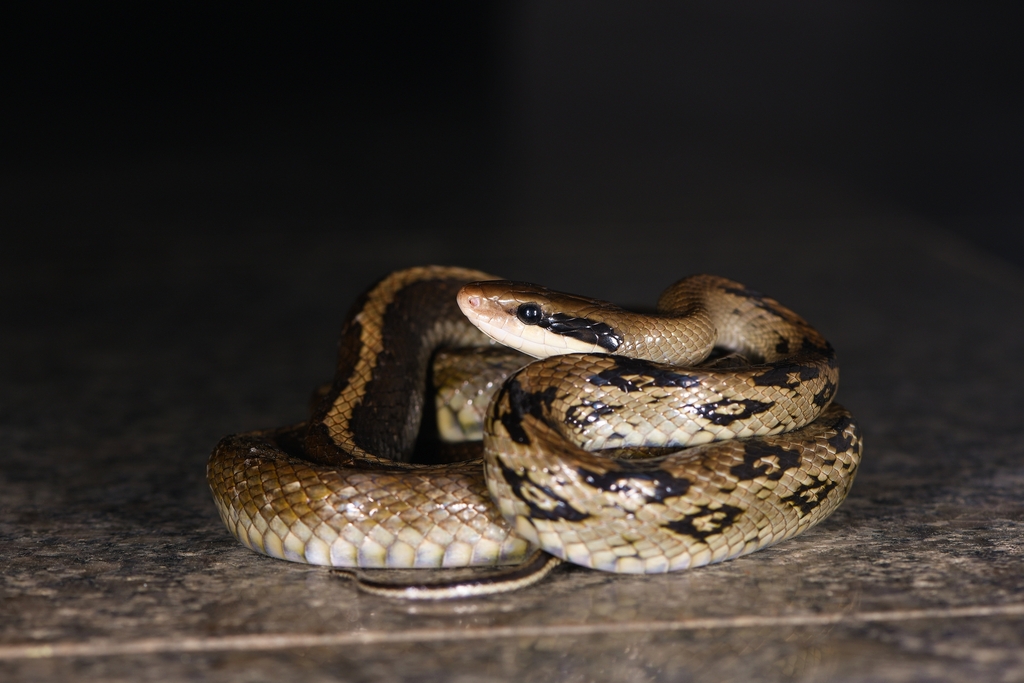 Yunnan Beauty Snake from Dali, Yunnan, China on March 20, 2024 at 08:21 ...