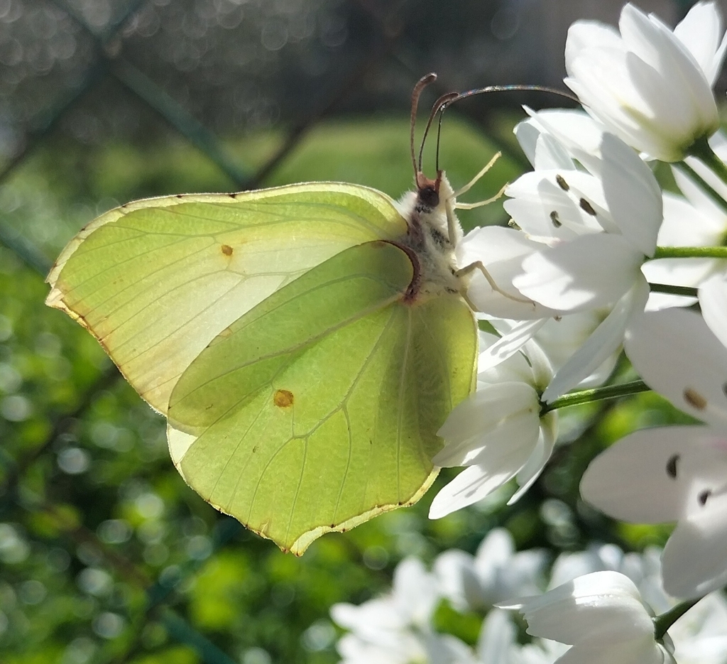 Common Brimstone from 56011 Calci PI, Italia on March 20, 2024 at 01:44 ...