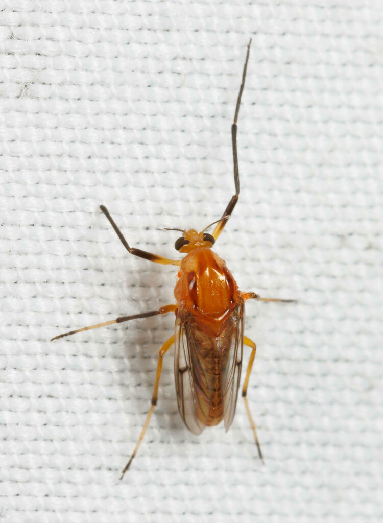 Clinotanypus in March 2024 by Chris Rorabaugh · iNaturalist