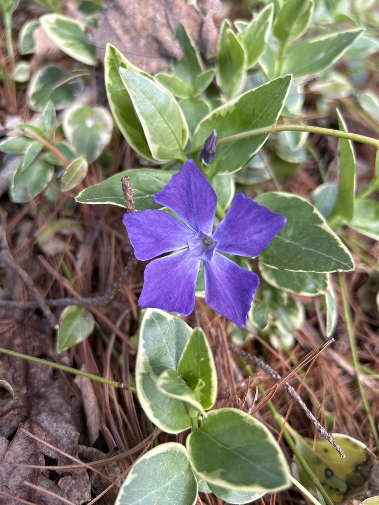greater periwinkle from Sara Beth Ct, Ellicott City, MD, US on March 20 ...