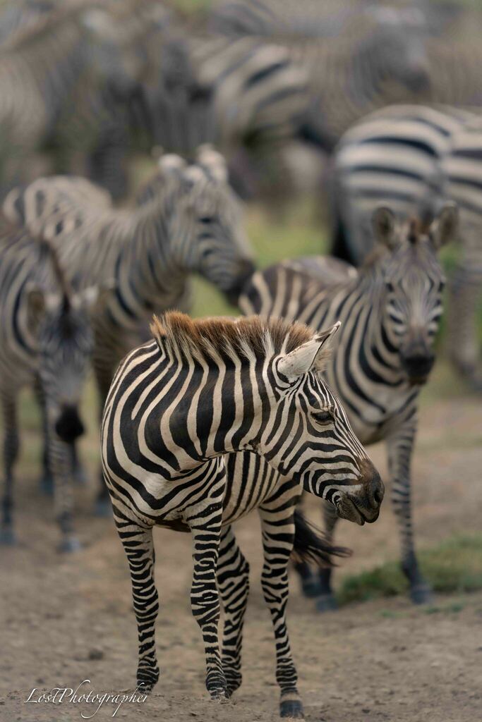 Grant’s Zebra in February 2024 by Levi Morris · iNaturalist