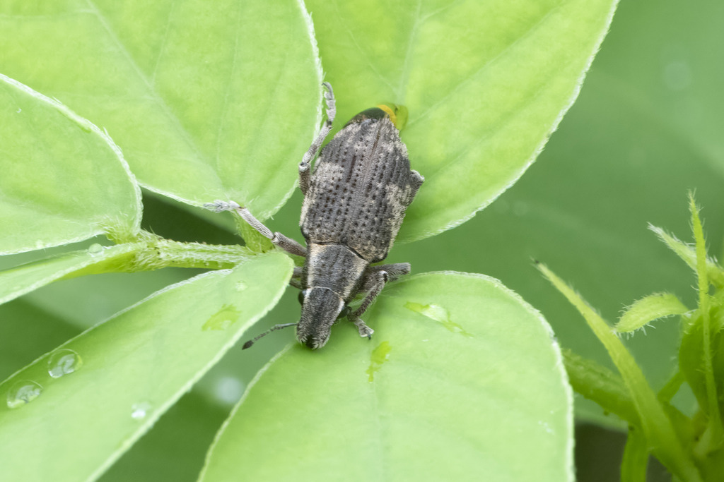 Broad-nosed Weevils from East Sumba Regency, East Nusa Tenggara ...