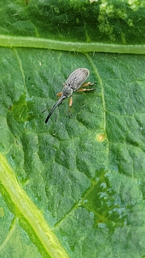Hollyhock Weevil from Canton de Poitiers-2, France on March 20, 2024 at ...