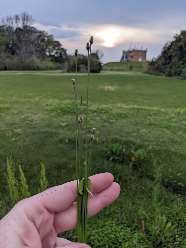 sand spikerush in March 2024 by Eric Ungberg. Tentative, no achenes ...