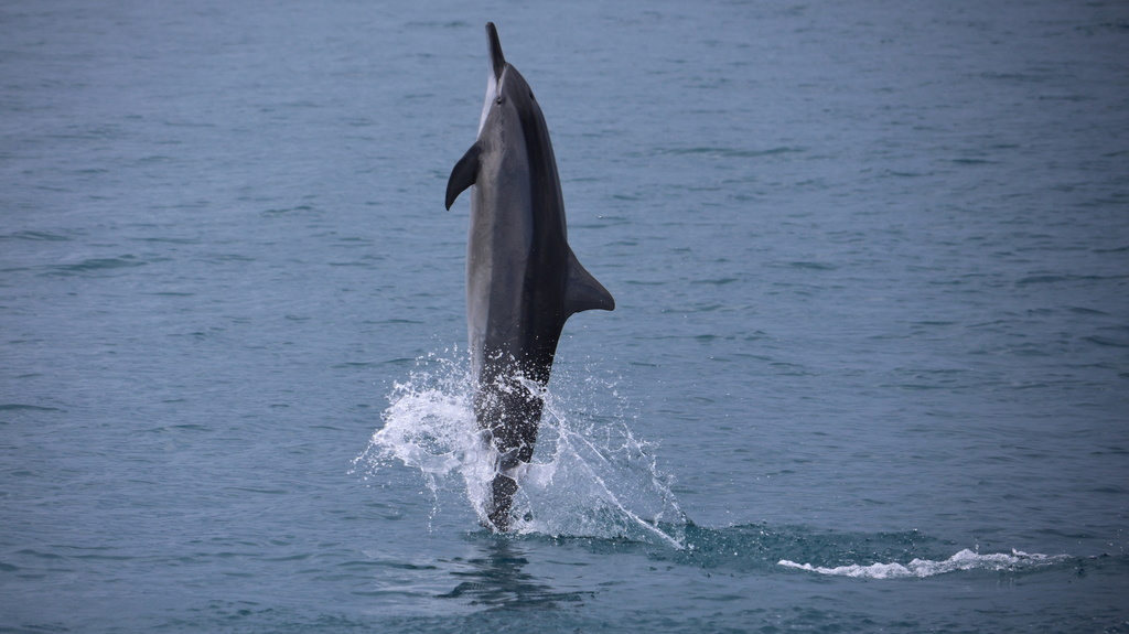 Spinner Dolphin from 北太平洋, TW on August 16, 2023 at 02:47 PM by 曾文宣 ...