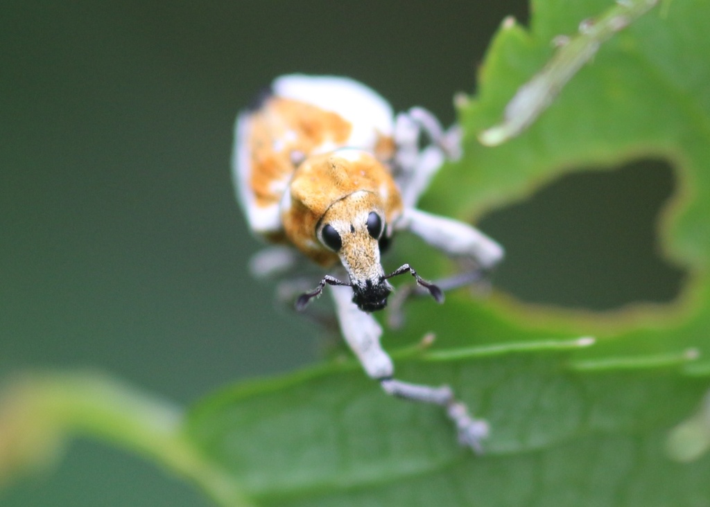 Broad-nosed Weevils from Célèbes, Tomohon, North Sulawesi, ID on ...