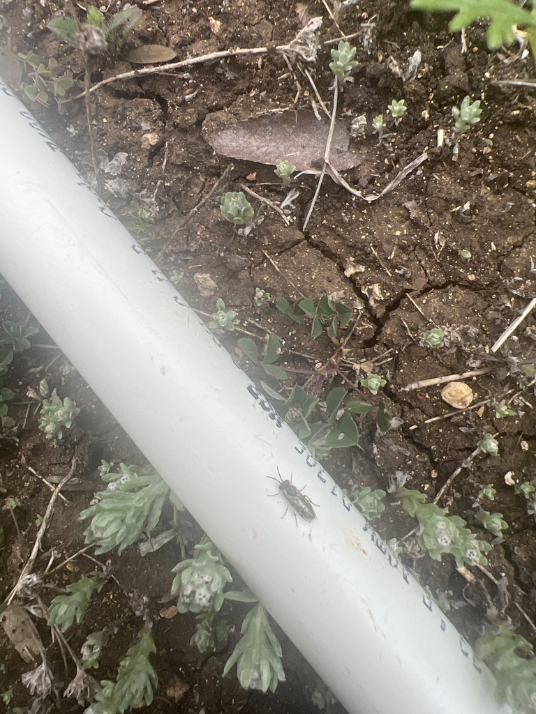 Winged and Once-winged Insects from The University of Texas at San ...