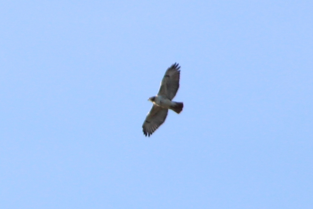 Red-tailed Hawk in March 2024 by Kaylee Nice. The weakest belly band ...