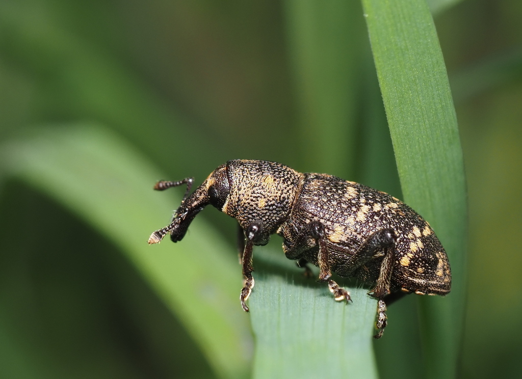Large Pine Weevil from 40310 Escalans, France on March 20, 2024 at 05: ...