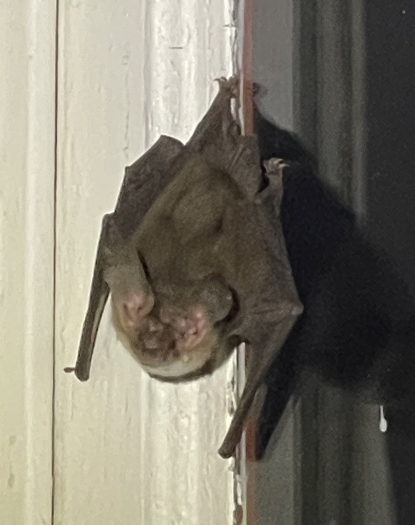 Tasmanian Long-eared Bat (Nyctophilus sherrini) - Know Your Mammals