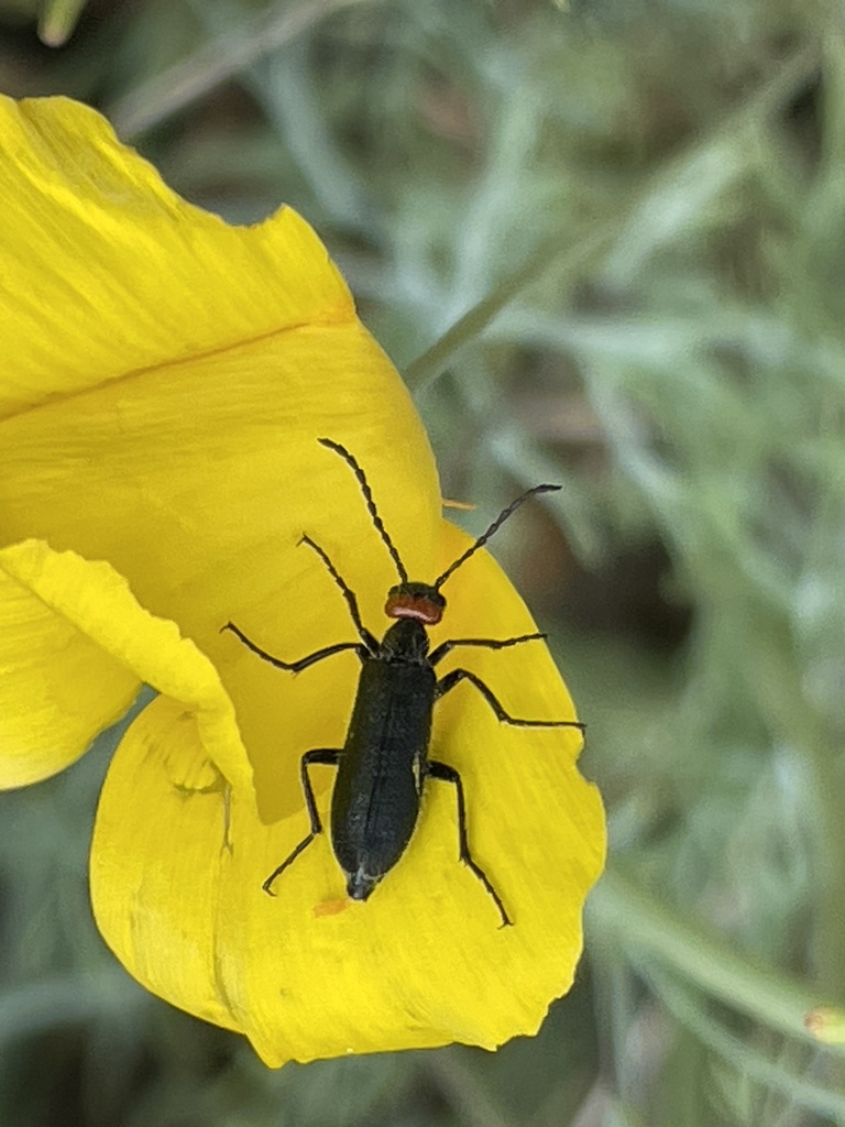 Red-eared Blister Beetle from Anza-Borrego Desert State Park, Borrego ...