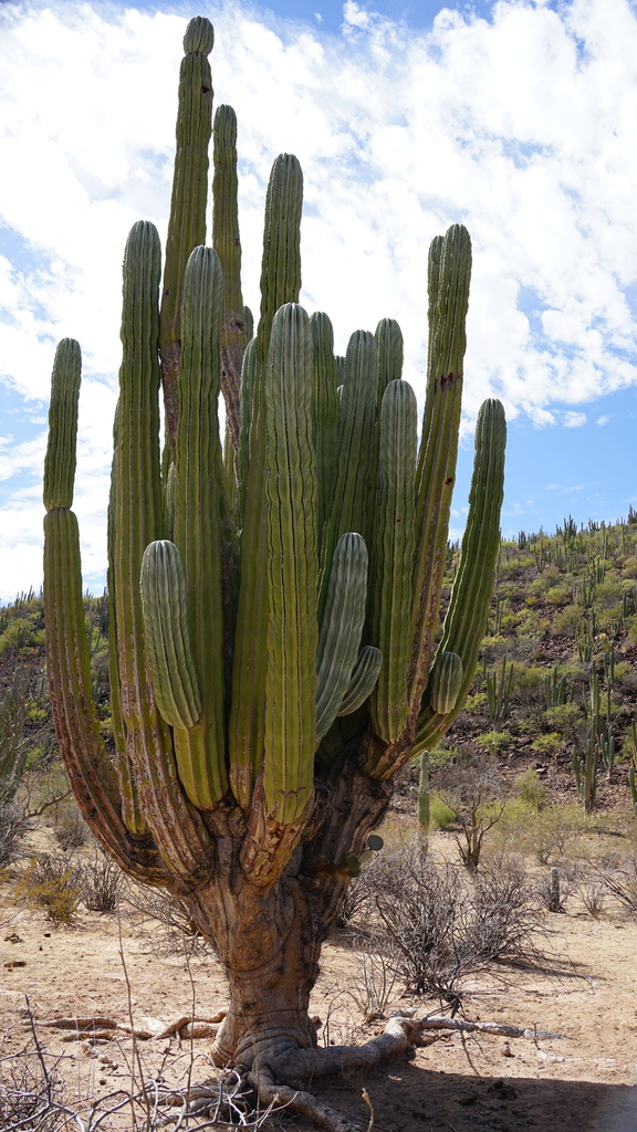 Mexican Giant Cactus from Hermosillo, Son., México on February 25, 2023 ...