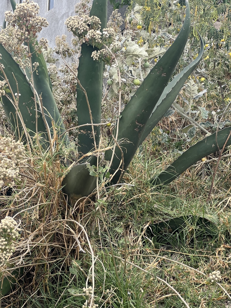 Pulque agave from Calle Ahuehuete, San Pedro el Alto, Edo. Méx., MX on ...