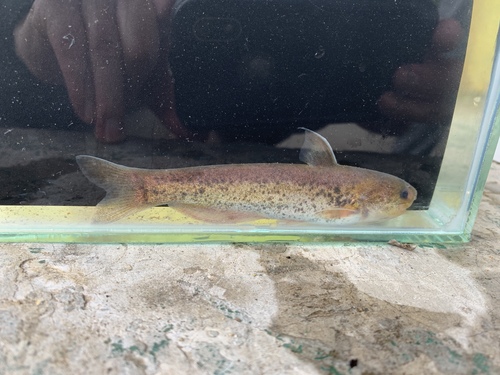 Cetopsis parma · iNaturalist