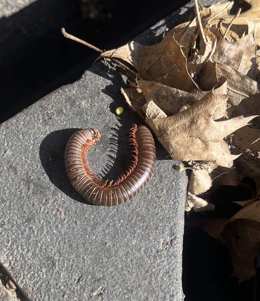American Giant Millipede Complex from Carrboro, NC, USA on March 18 ...